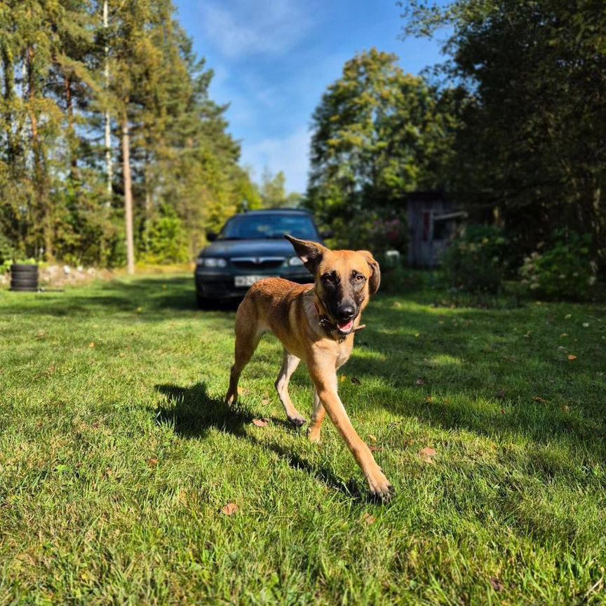 Собака в добрые руки