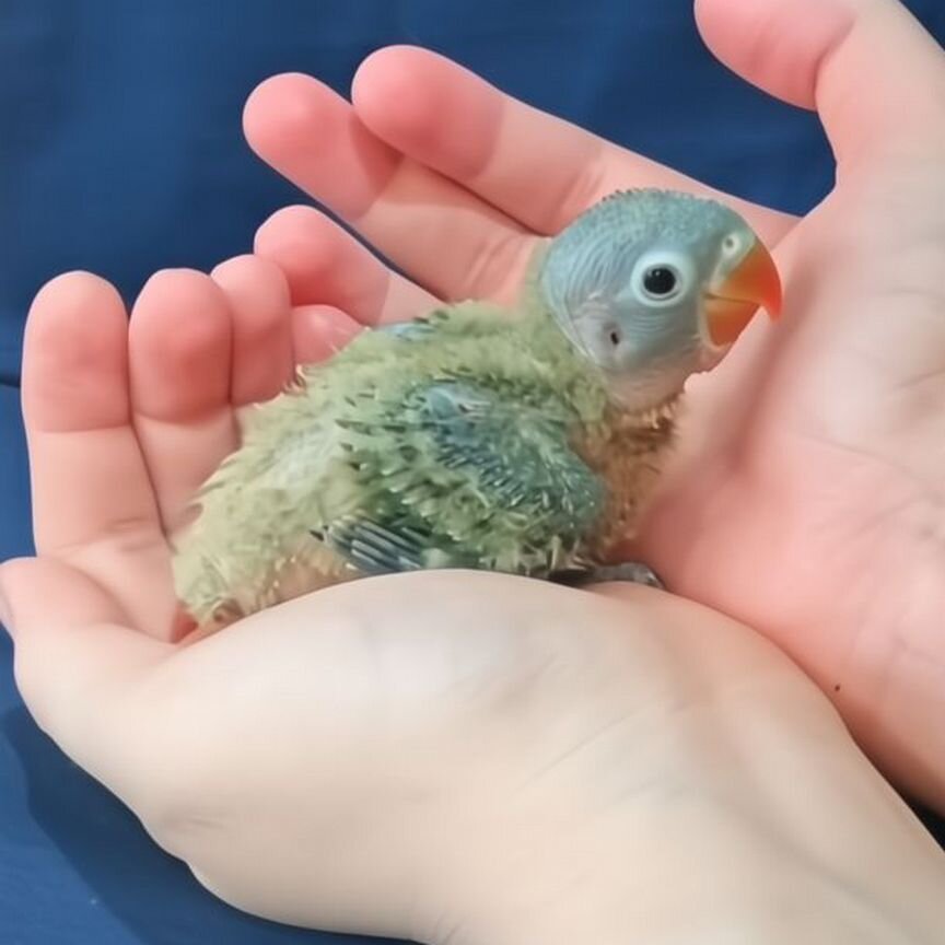 Попугай(птенцы неразлучника)