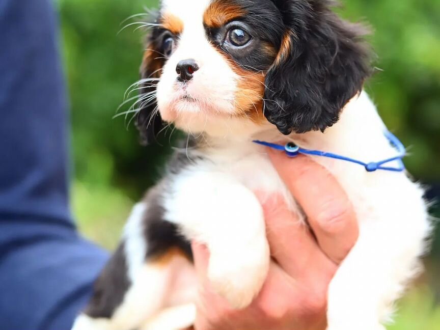 Кавалер кинг чарльз, мальчики