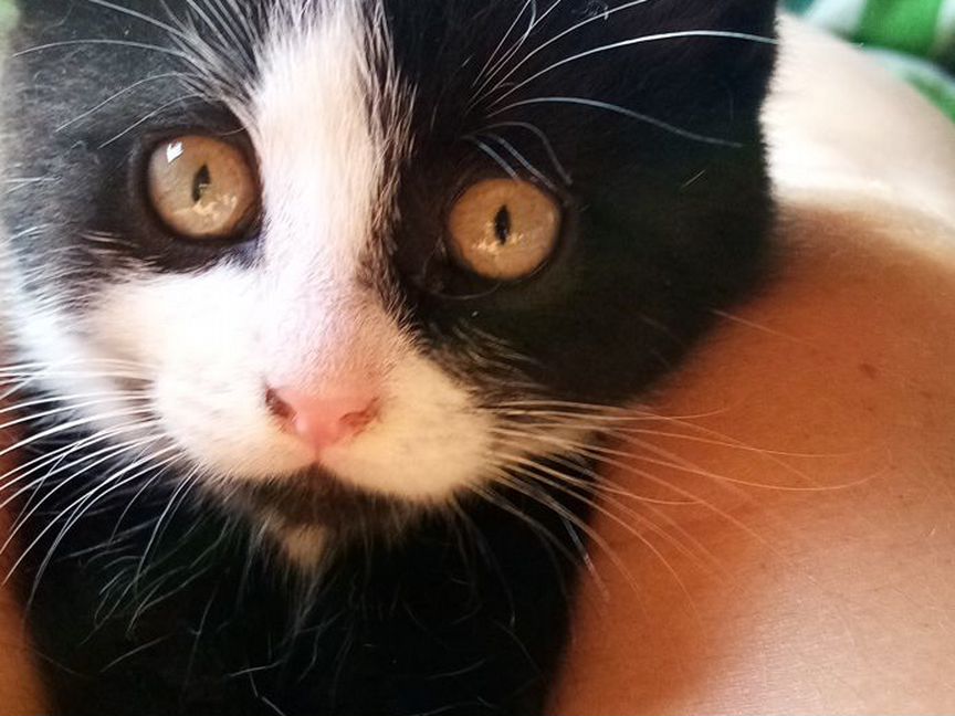 Котенок 2 месяца мальчик