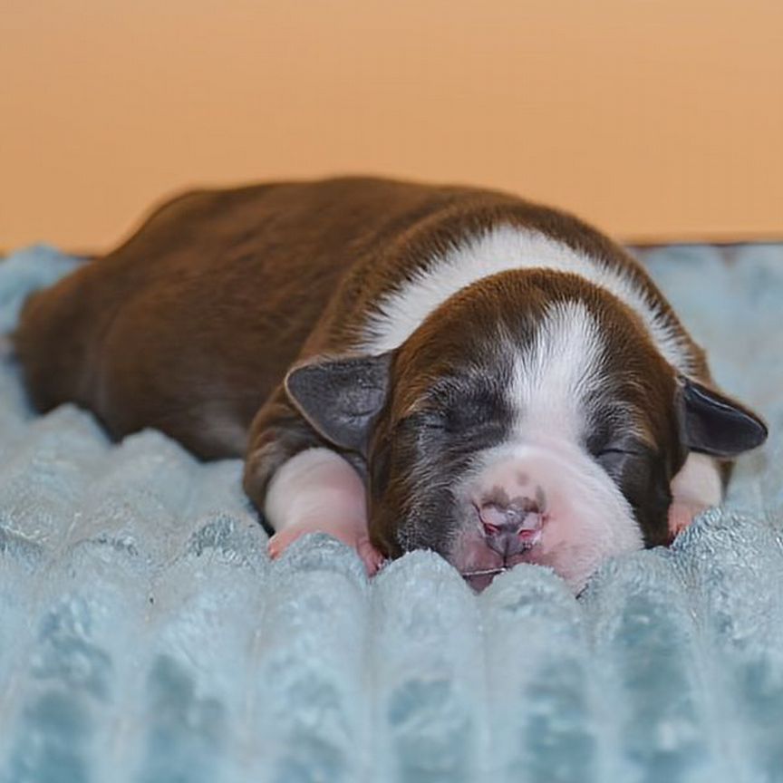 Американский стаффордширский терьер, щенок