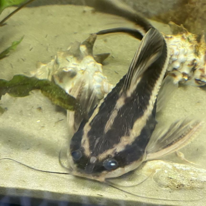 Сомик платидорас