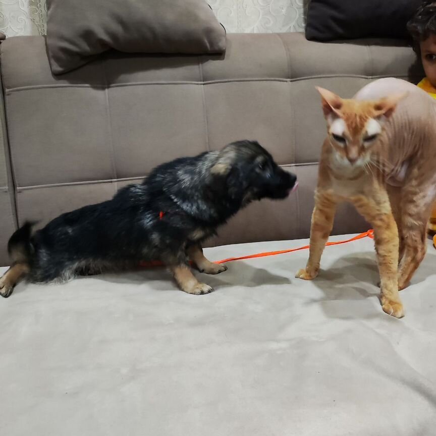 Щенок в добрые руки