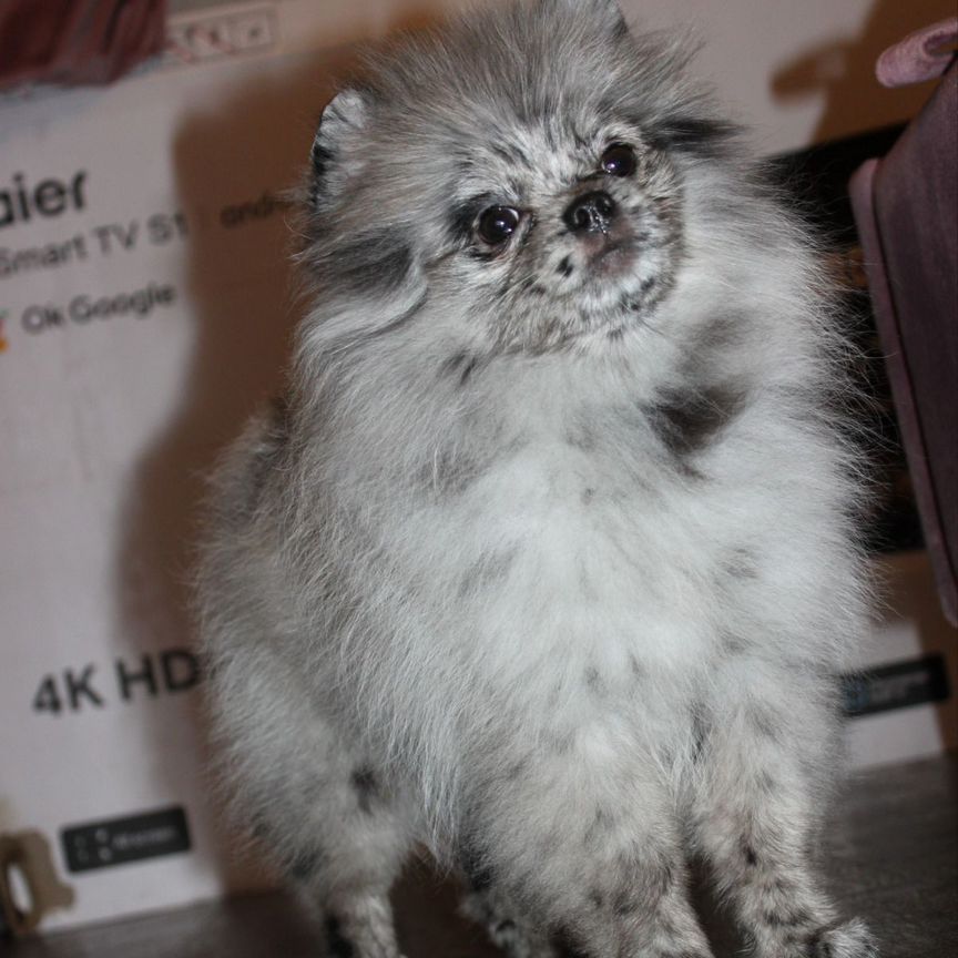 Померанский шпиц девочка