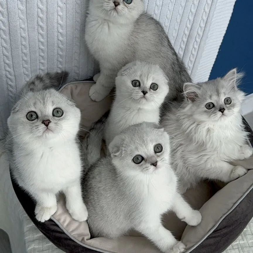 Шотландские вислоухие котята шиншилла