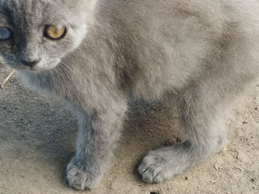 Кошечка, в добрые руки, на одном глазике бельмо