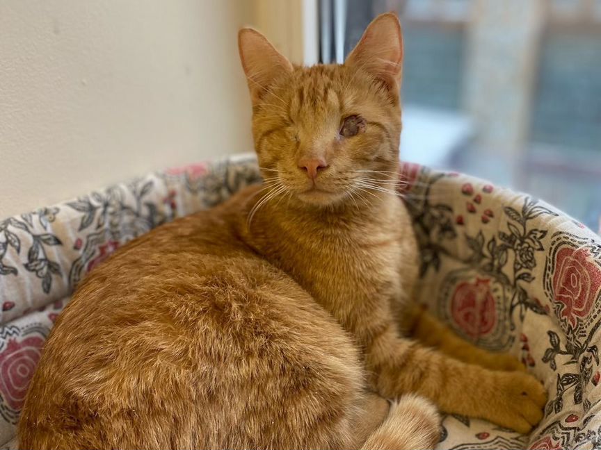 Добрый мальчик Болик ищет дом