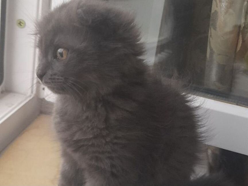 Котенок вислоухий