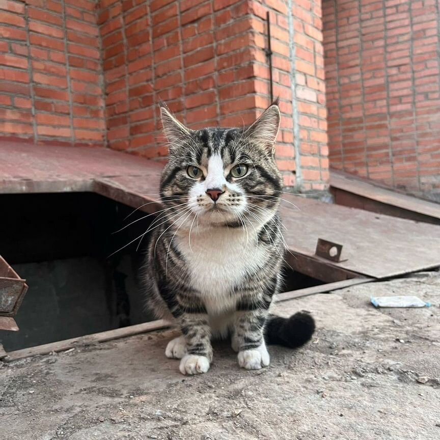 Кот в добрые руки