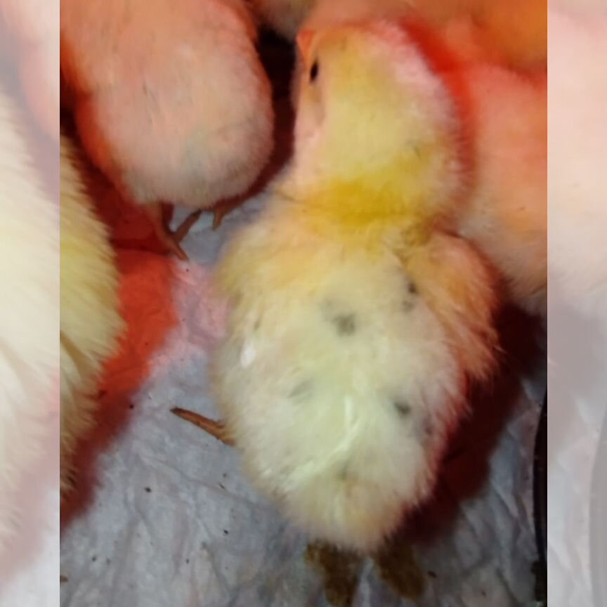 Цыплята бройлеры кобб 500