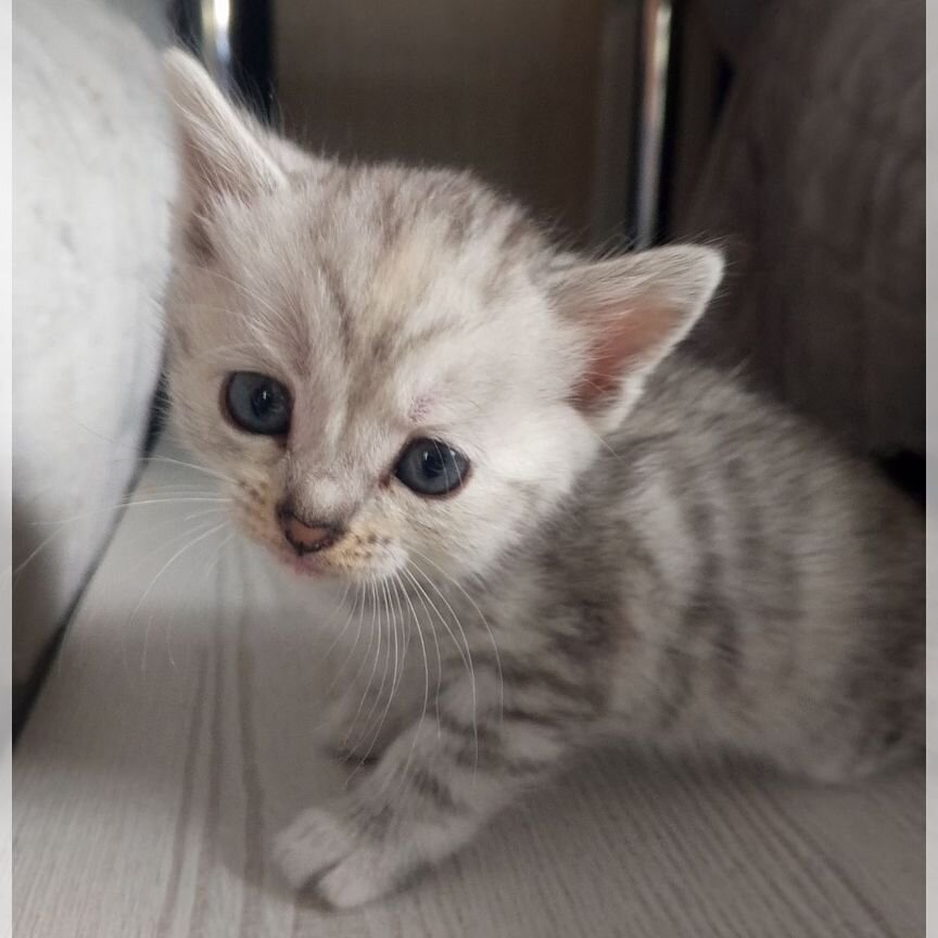 Сиамский котёнок