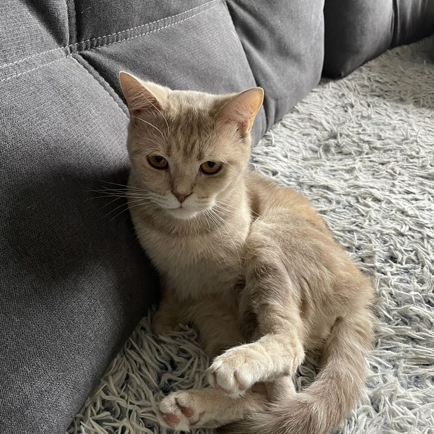 Отдам в добрые руки кошечку,1 год, ласковая