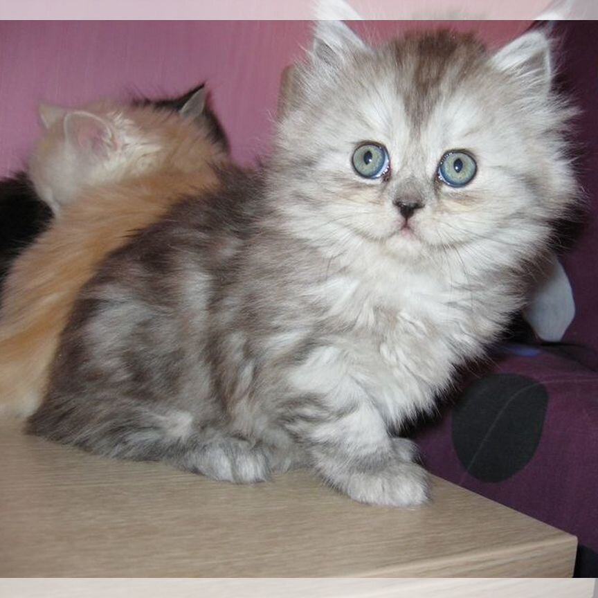 Британский серебристый котик