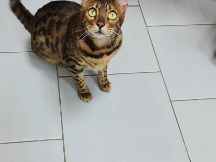 Кошки в добрые руки бесплатно