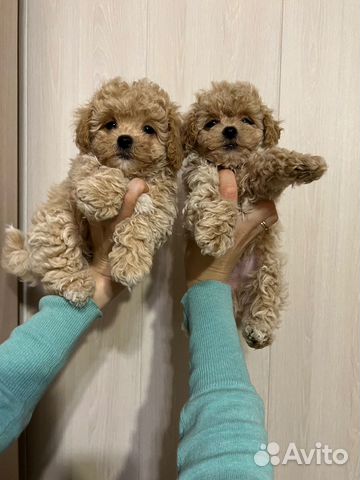 Мальтипу ф1 роскошные малыши Корея