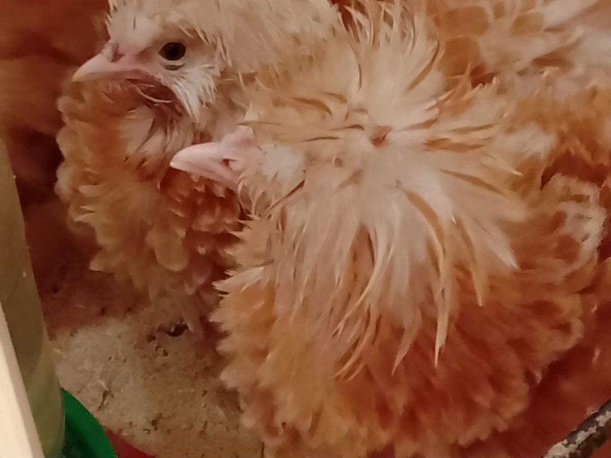 Куры молодки