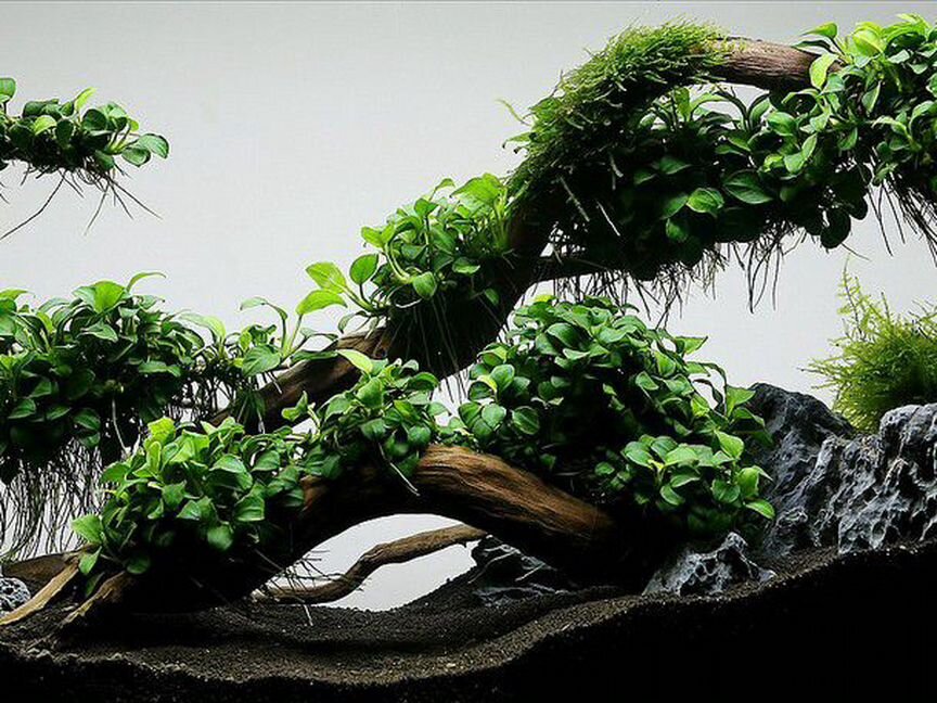 Коряжки,Корм,грунт,другое