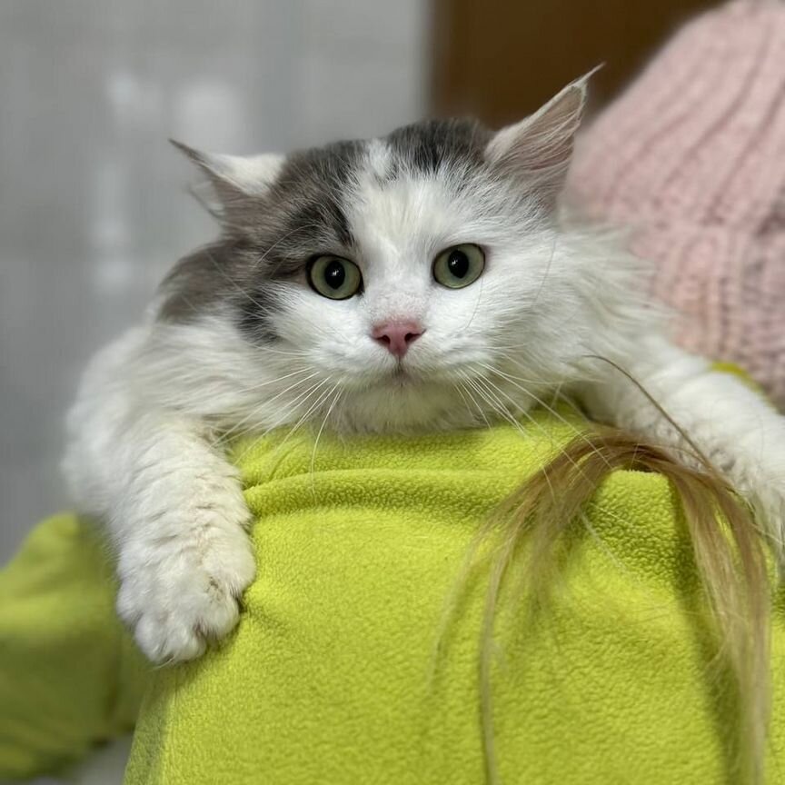 Кот ищет дом