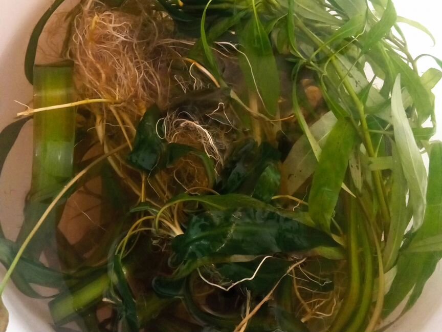 Аквариумные растения