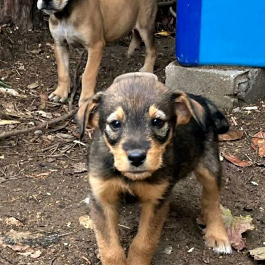 Щенки красивые пацаны охранники бесплатно