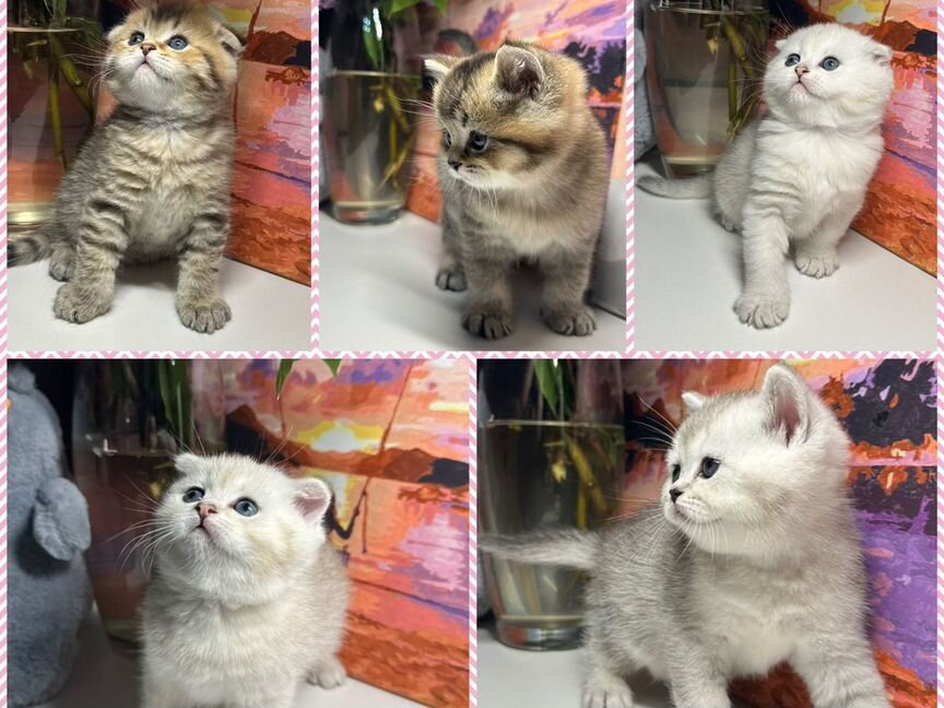 Шотландские котята
