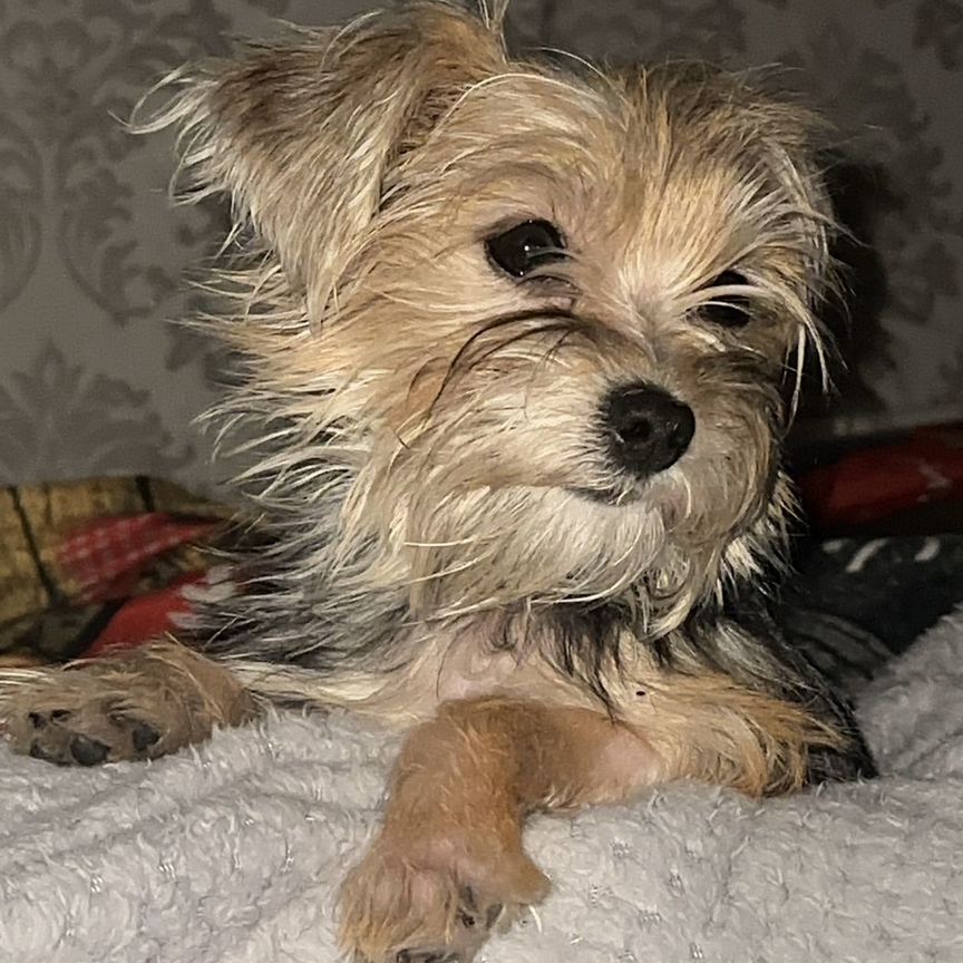 Йоркширский терьер, щенок