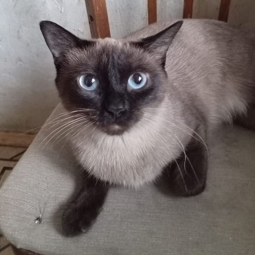 Сиамская кошка