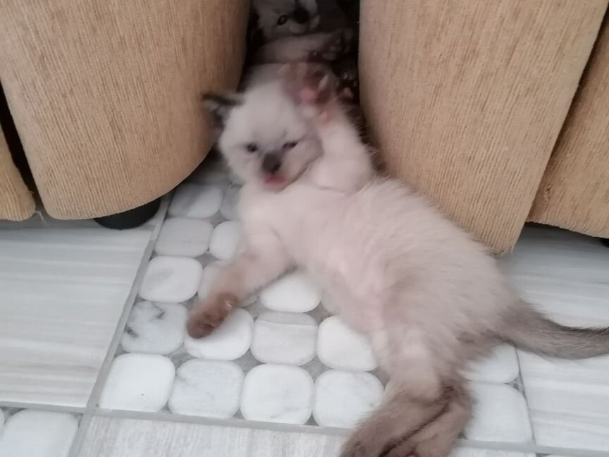 Кошечка и котик
