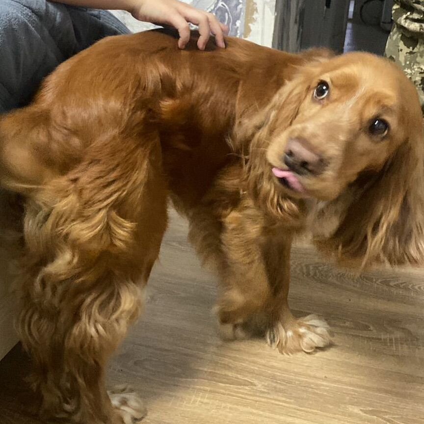 Английский кокер-спаниель, щенок