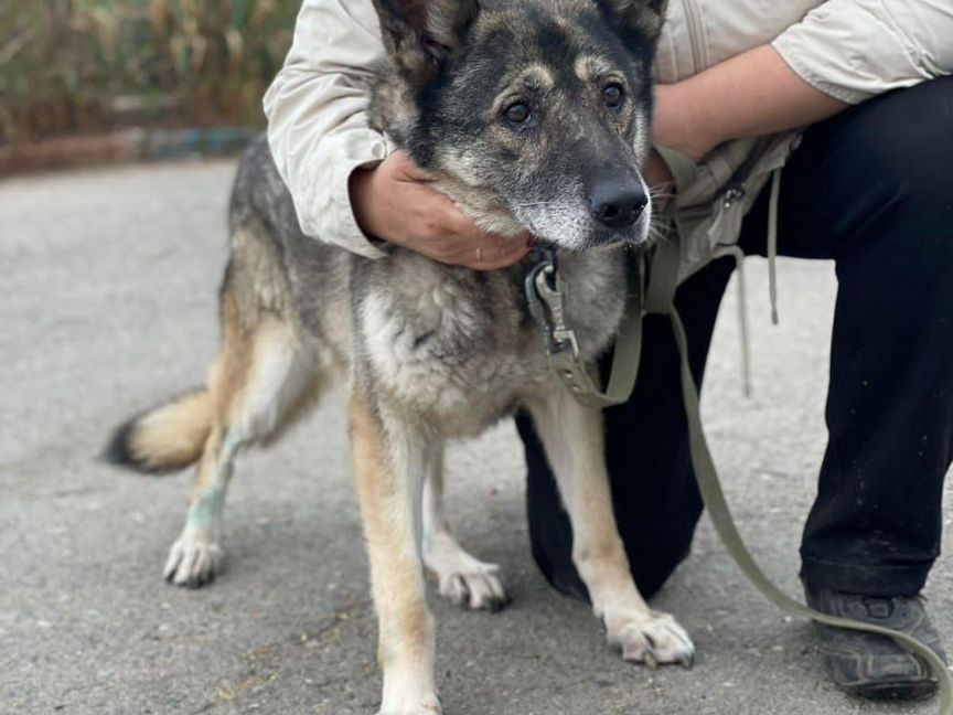 Спасите старушку из приюта
