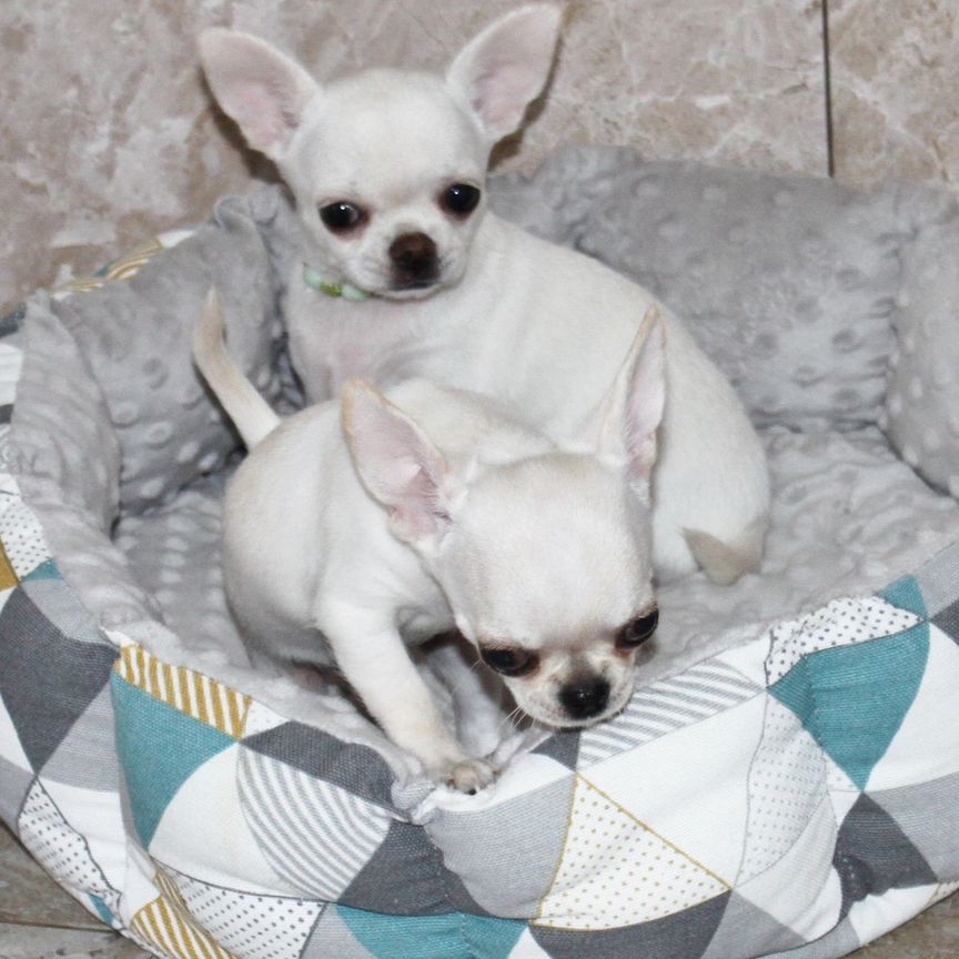 Чихуахуа, щенок