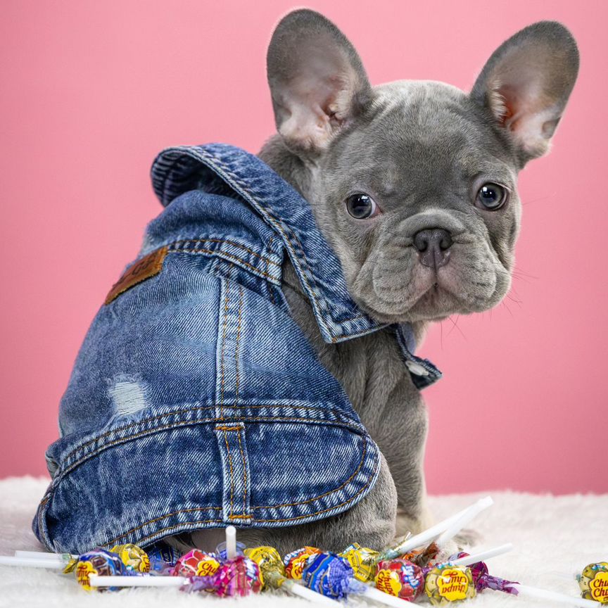 Французский бульдог, щенок