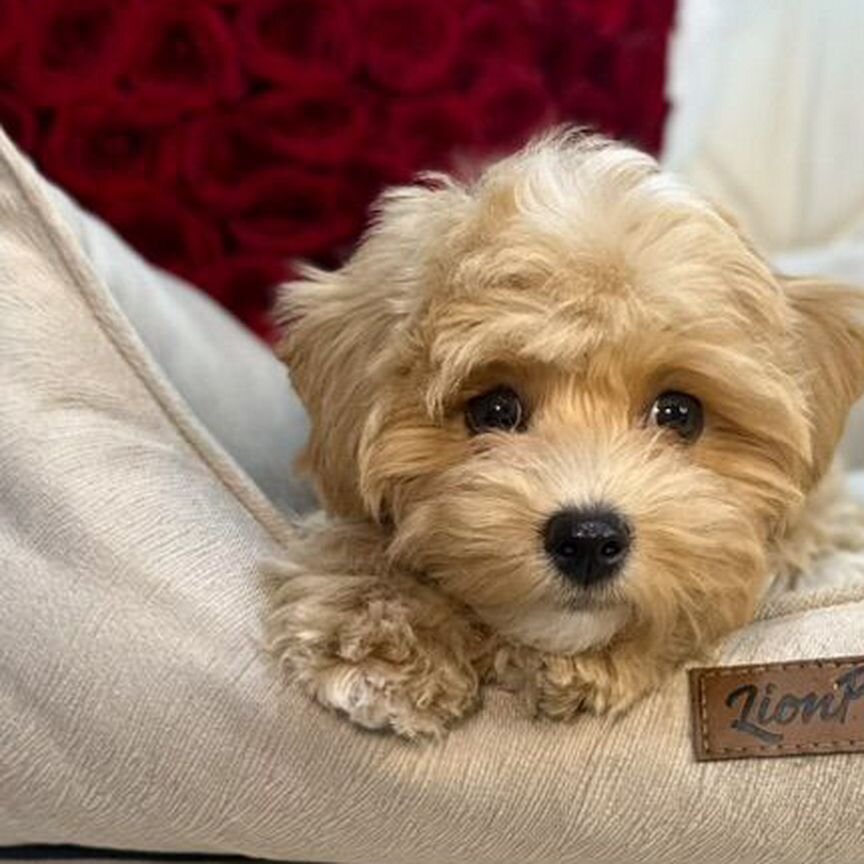 Мальтипу, щенок