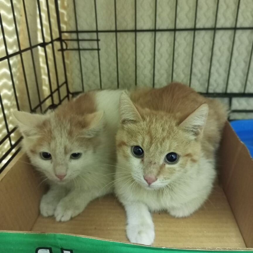 Котята 3мес.- в добрые руки