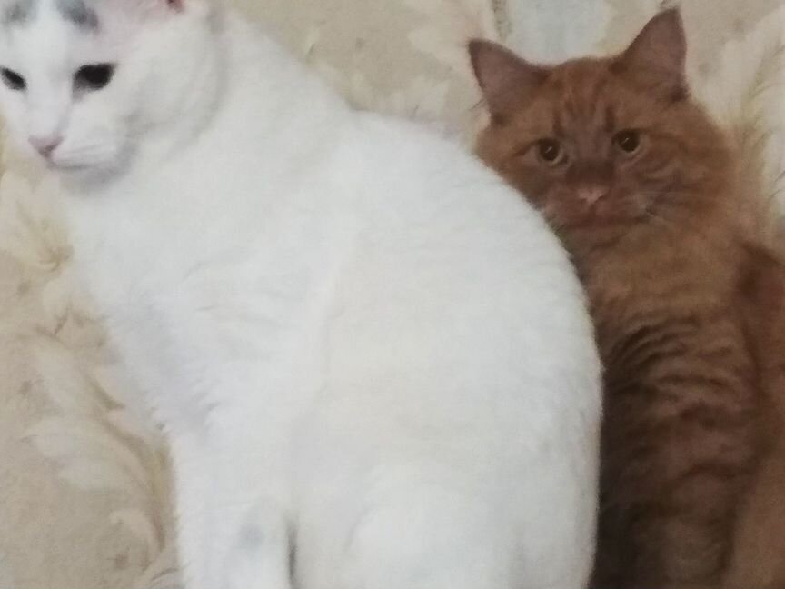 Отдам в добрые руки двух котиков