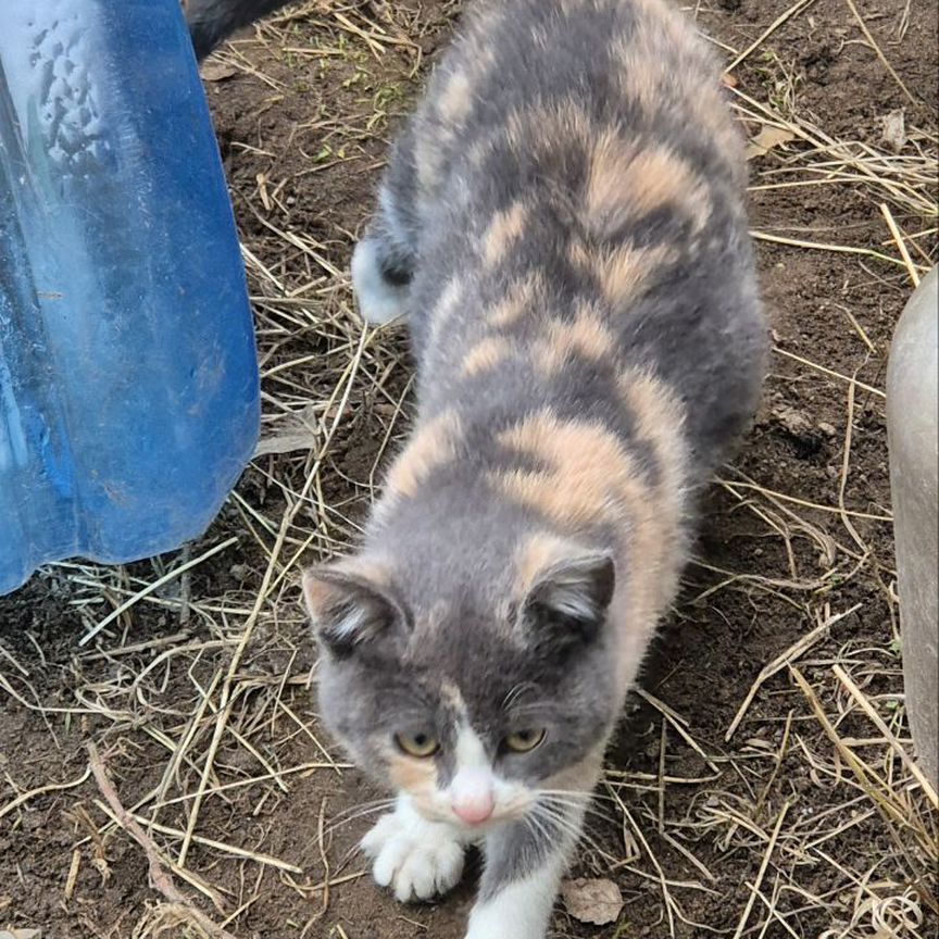 Домашние животные котята