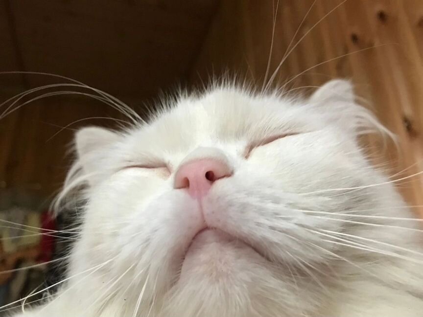 Турецкая ангора 3 года