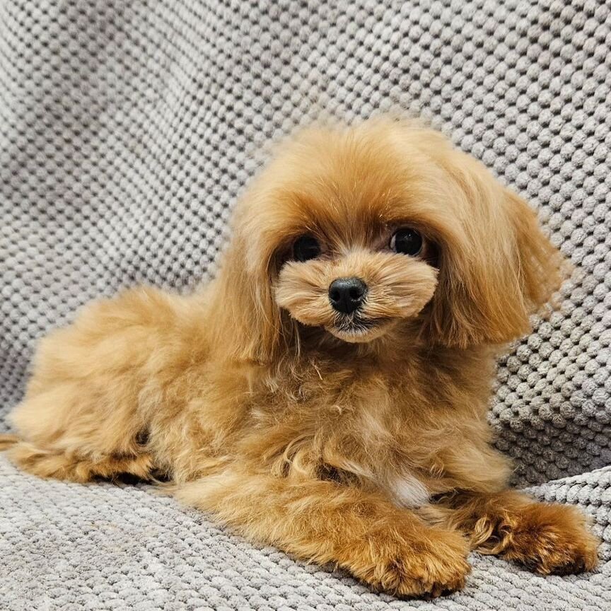 Мальтипу, щенок