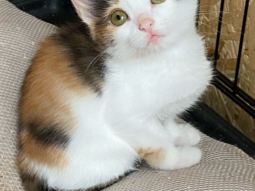 Котодевочка Триша