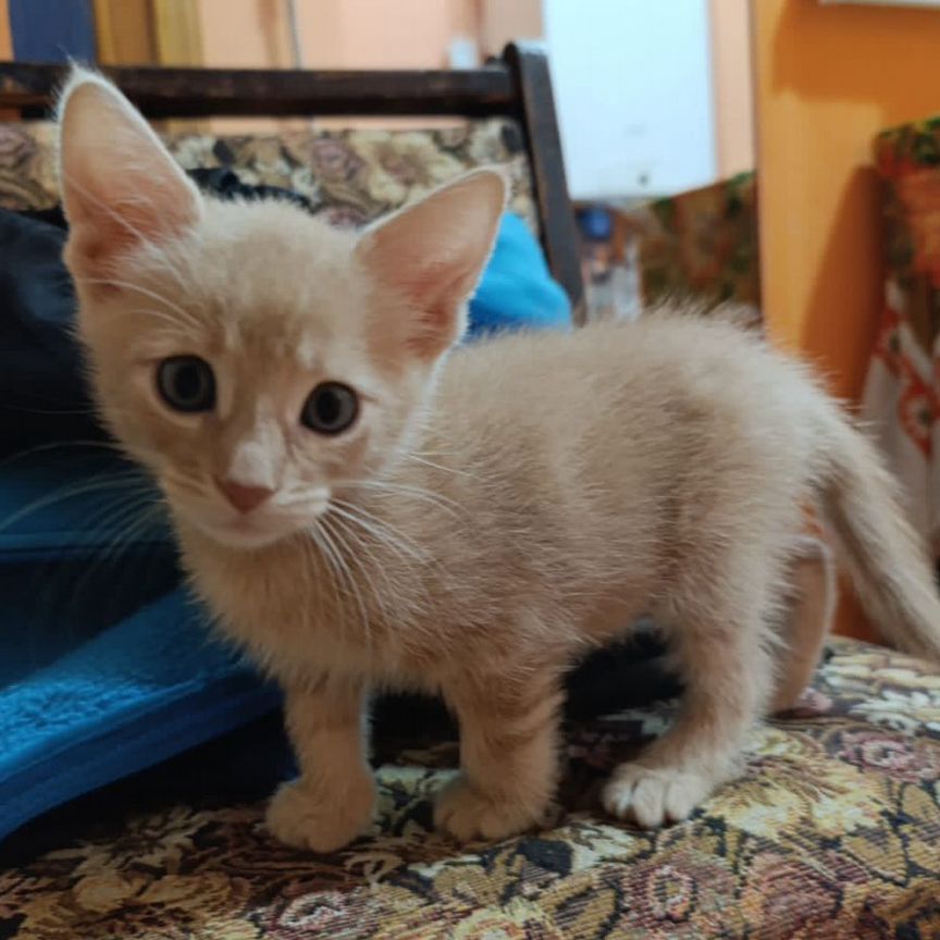 Котенок персик бесплатно