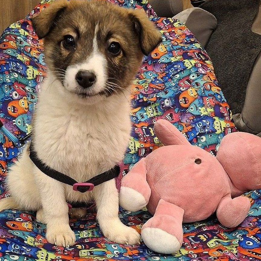 Щенок в добрые руки