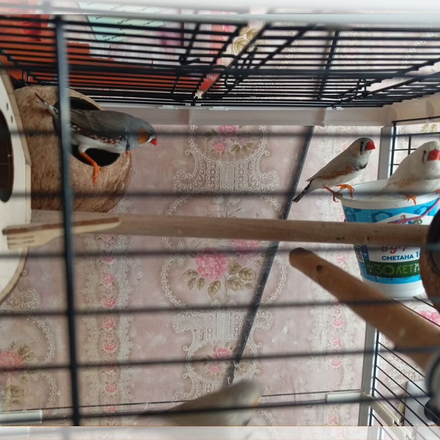Амадины птенцы