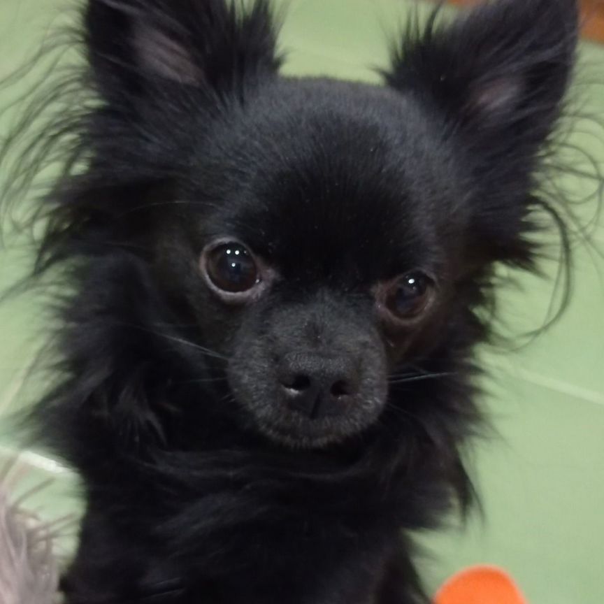 Чихуахуа, взрослый пёс