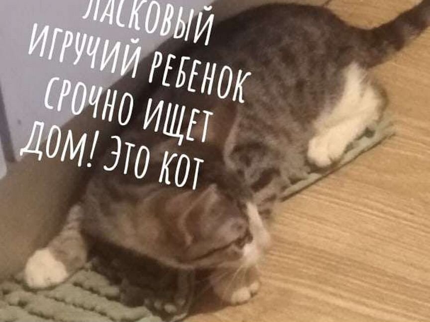 Классный котик в добрые руки
