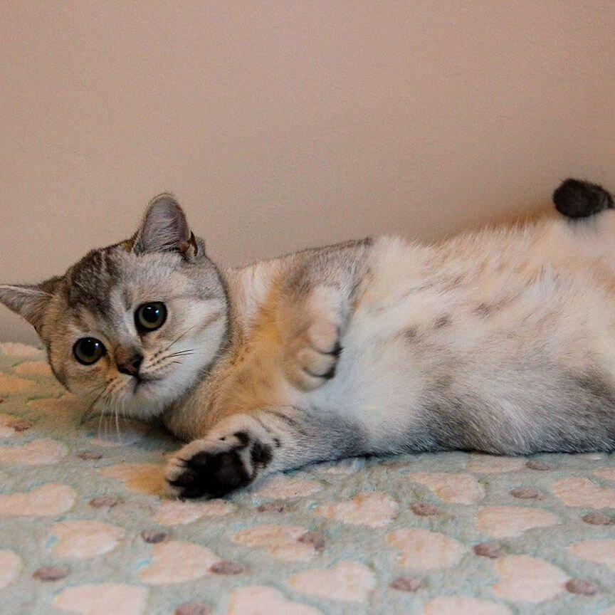 Машенька - серебристая тикированная кошечка