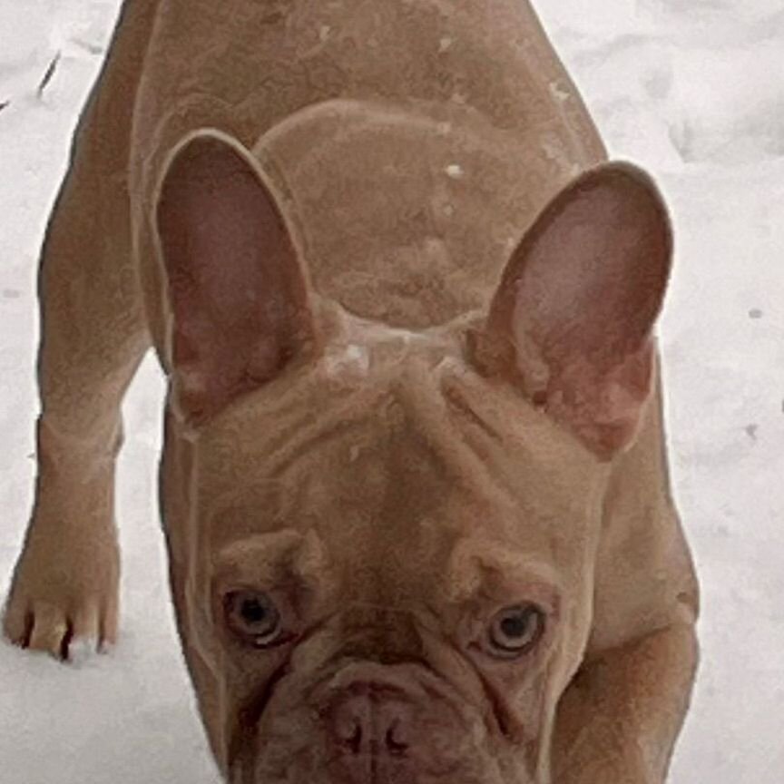 Французский бульдог щенки