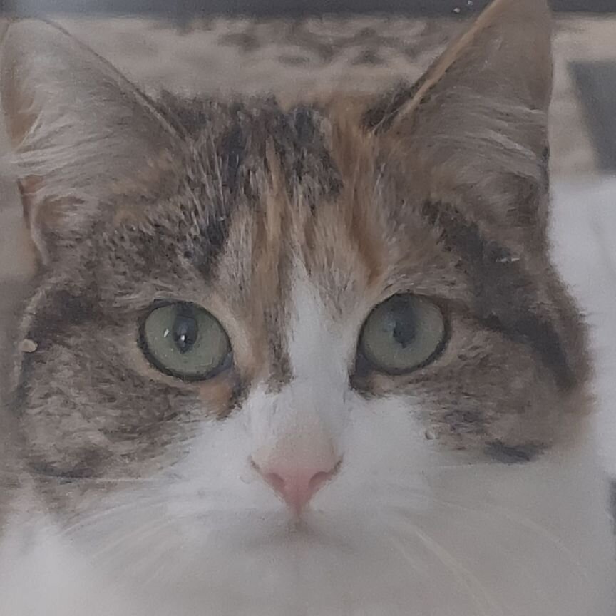 Взрослая, Девочка кошка в добрые руки