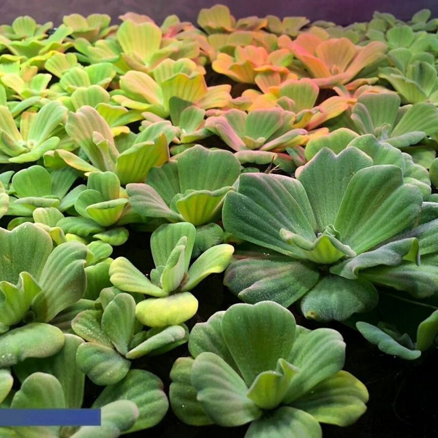 Растения пистия