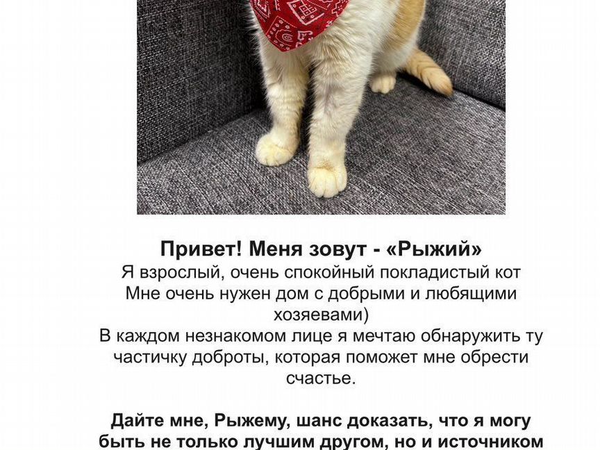 Рыженький очень ищет дом