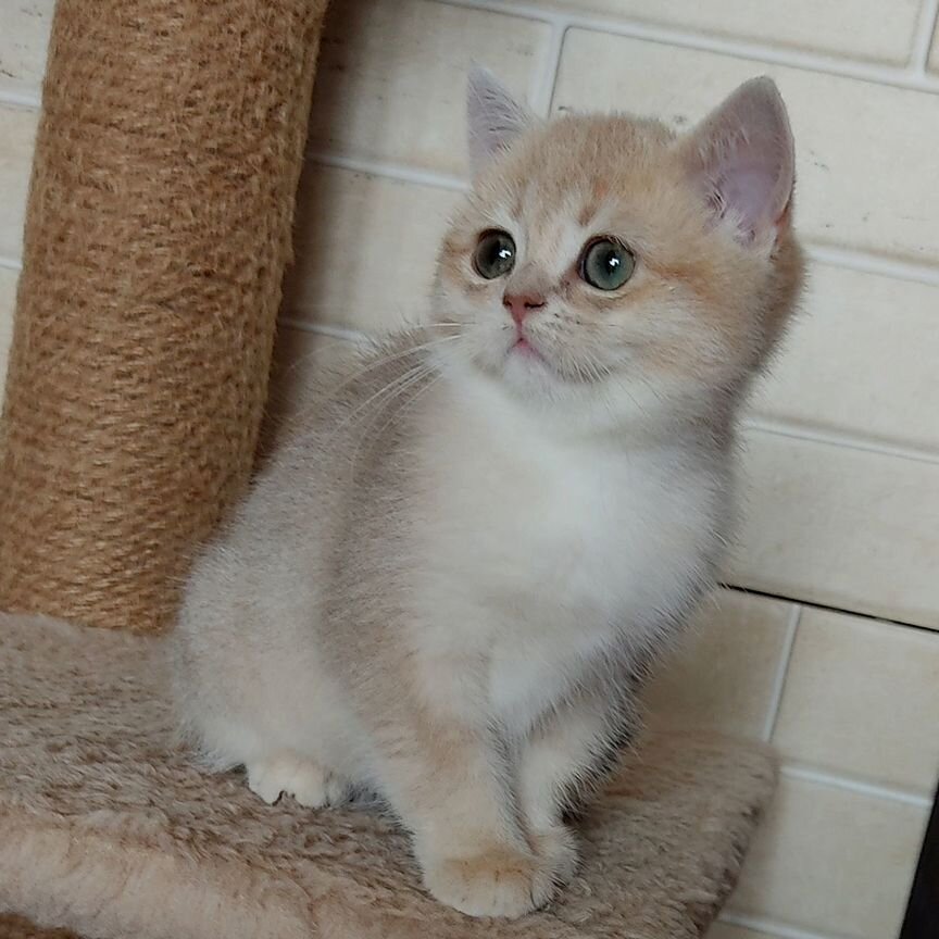 Шотландские котята. Лиловая шиншилла